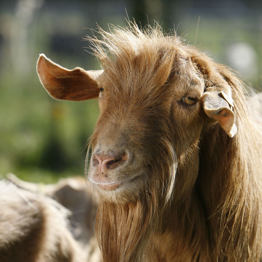 Golden Guernsey Goat - CSP Countryside Greetings
