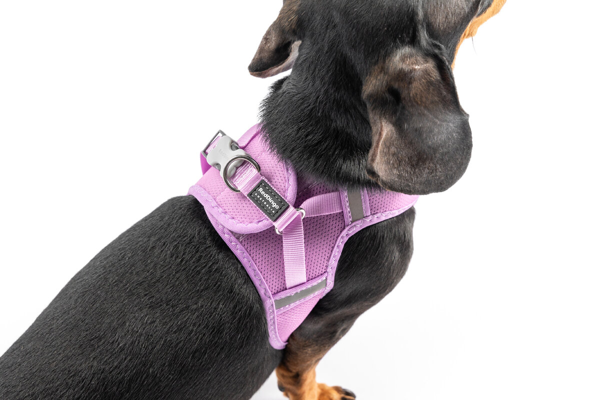 Mesh Harness Mauve - Red Dingo Distributor Ordering
