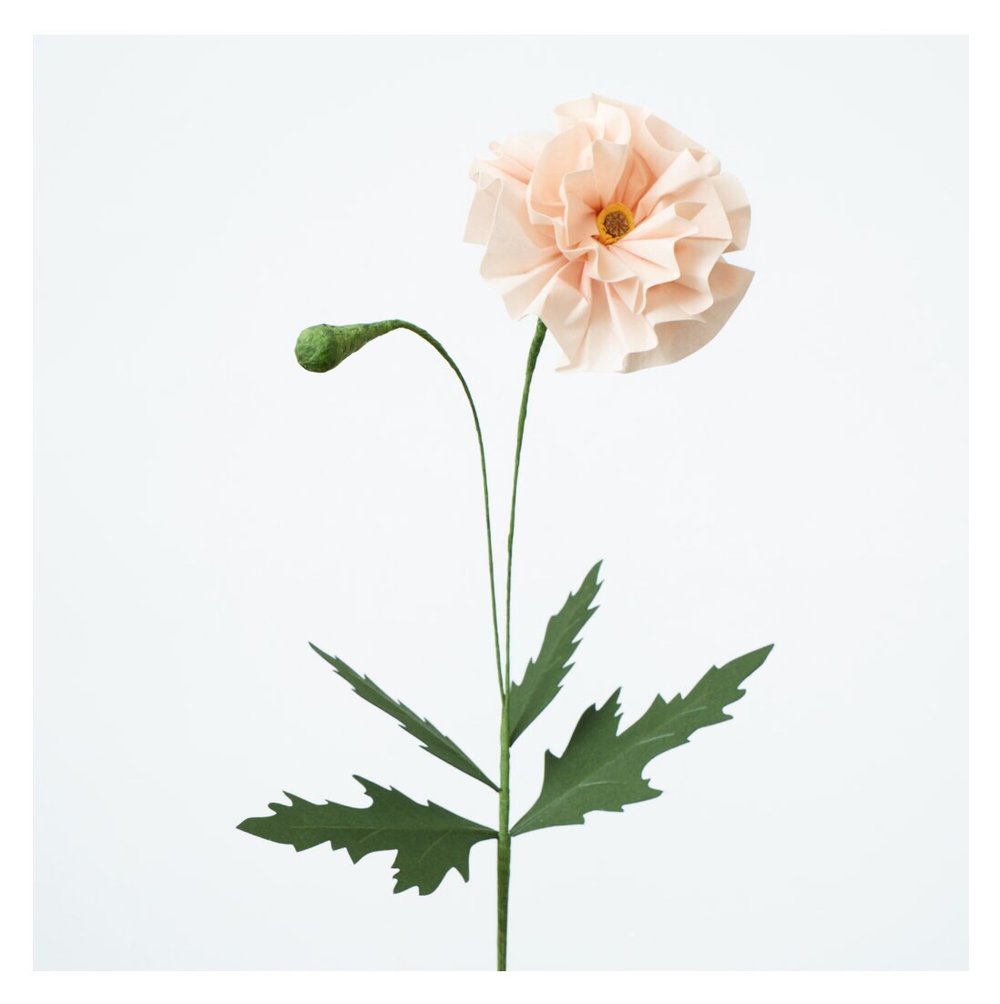 pink poppy - Sweet Bella