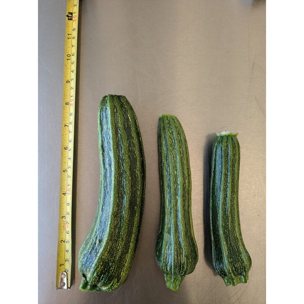 Courgette, Costata Romanesco (kg) - The Newt in Somerset