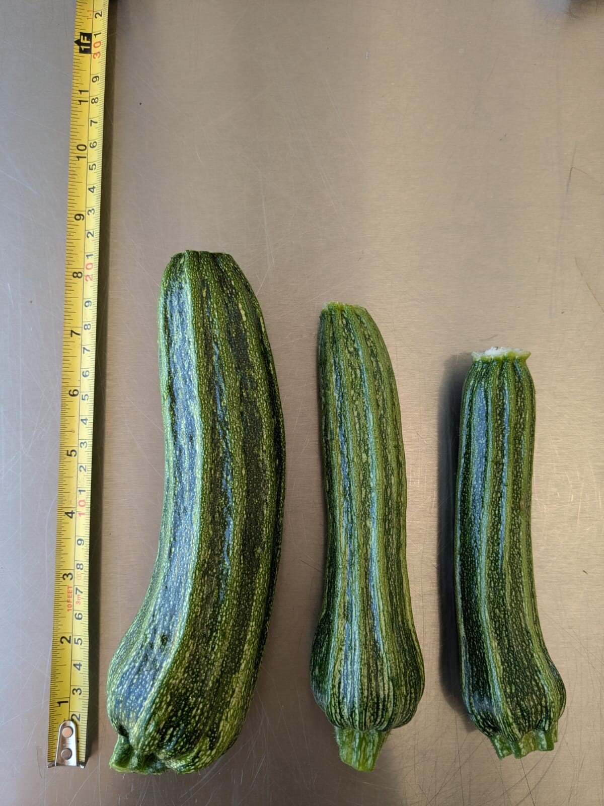 Courgette, Costata Romanesco (kg) - The Newt in Somerset