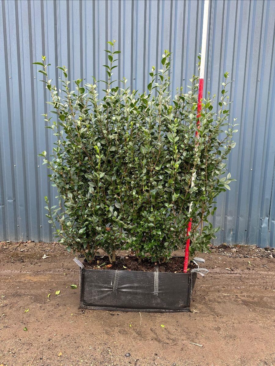 INSTANT HEDGE LARGE - The Plant Yard